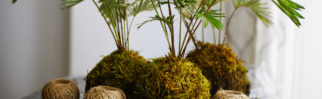 Qué es y Cómo hacer un Kokedama | Paso a paso